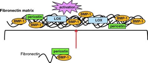 Periostin Function In Collagen Cross Link Formation Pe Open I