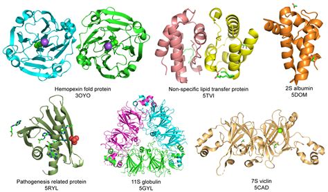 Soybean Seed Structure