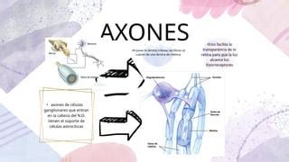 AnatomÍa De La Esclera Y El Nervio Óptico Pptx