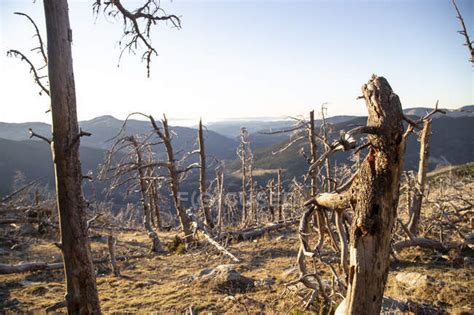 Dry Trees With Sticking Roots In Mountain Valley In Sunny Day Slope Trekking Stock Photo