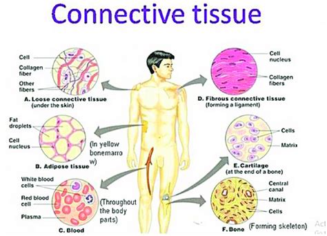 Kinds Of Connective Tissue Connective Tissue Protein Fights Bacterial
