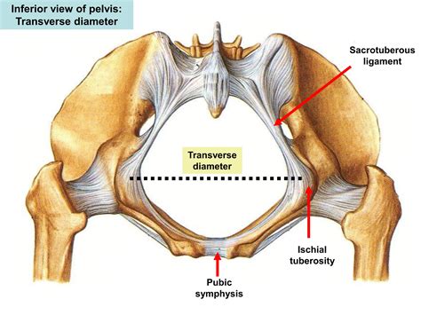 Pelvis Anatomy Lecture 1 Structure Of The Pelvic Wall 2016pdf