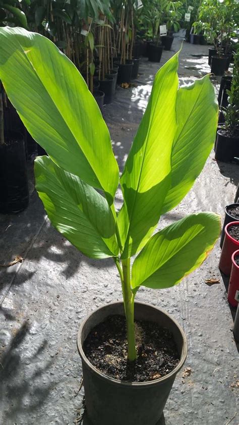 Tumeric Plant Spice Fruit Trees Buy Now