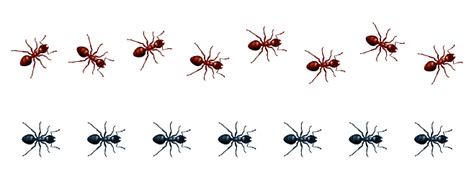 행진 개미의 직선과 물결 모양의 라인의 벡터 세트 흰색 배경에 고립 된 빨간색과 검은 색 국내 곤충을 걷는 경로 또는 흔적의 3d 사실적인 그림 개미에 대한 스톡 벡터 아트