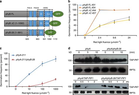 Direct Interaction Between Phyb And Spa1 Is Necessary For Phyb Mediated Download Scientific