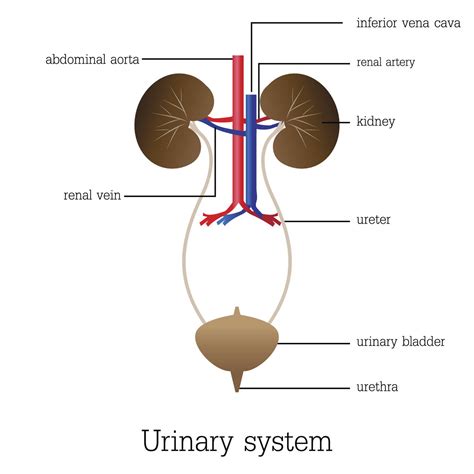 Urinary System Diagram