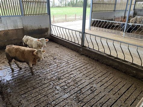 Beef Kill Tight Cattle Supply Expected In The Short Term Agrilandie