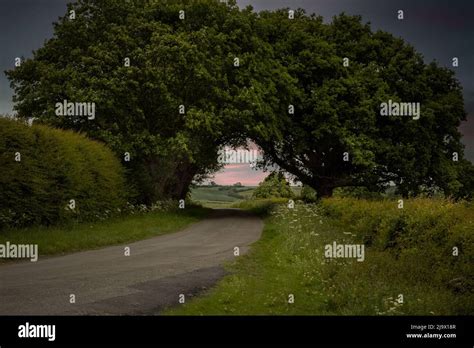 A Tree Tunnel Over A Road Stock Photo Alamy