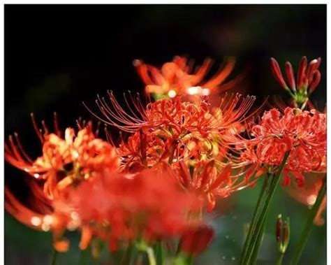 红花石蒜花语之美（以红花石蒜传递真爱与勇气）花植网
