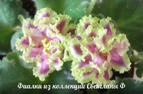 Лесная Магия Б Макуни Сенполия Фиалки Сказочный сад