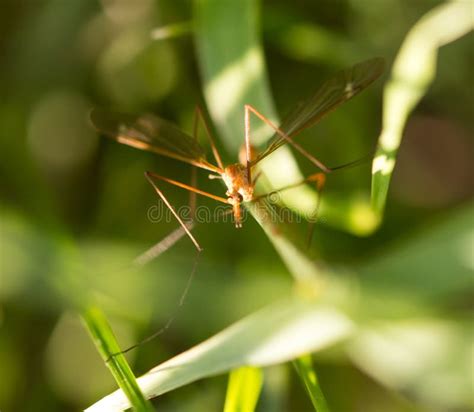 Large Mosquito In The Green Grass In Nature Stock Image Image Of