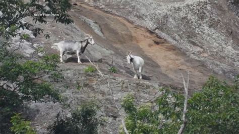 Goat Mountain Quirky Local Attraction Boosts Business In Maggie Valley
