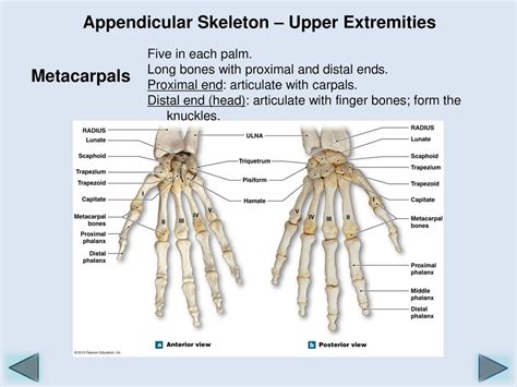 Anatomy And Physiology I Ppt Download