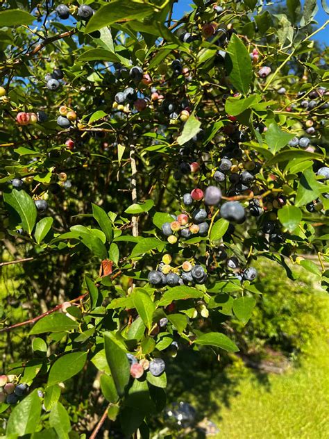 How To Prune Blueberry Bushes Rooted In Nature