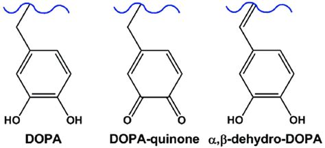 Chemical Structures Of Dopa Its Oxidized Form Dopa Quinone And The