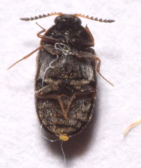 Dermestidae Trogoderma Sternale Bugguide Net