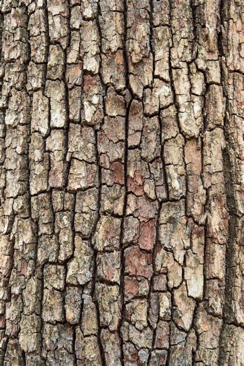 Tree Bark Background Pattern