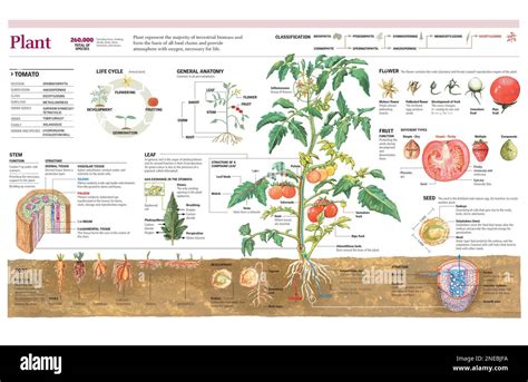 Infographics Of The Parts Of A Plant Stem Leaf Flower Fruit And