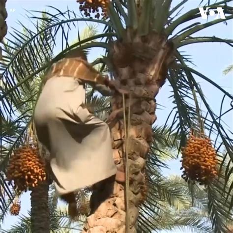 Date Harvest In Egypt Its Date Harvest Season In Egypt Farmers Climb To The Top Of Tall Palm