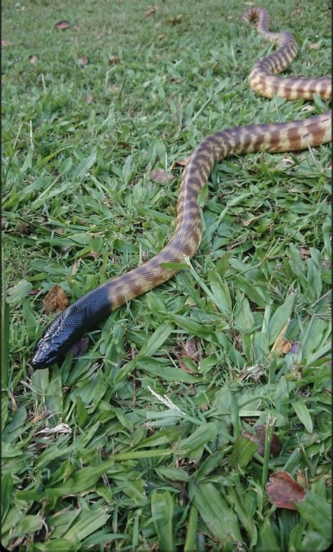 Fs 6yo Female Black Headed Python Reptile Sales Oz