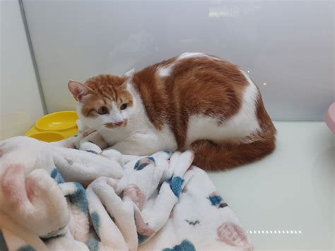 뱅갈고양이 도베르만분양 미니말티즈 스핑크스고양이분양 장모치와와 빠삐용 스핑크스고양이 브리티시숏헤어분양 라온 강아지입양 고양이