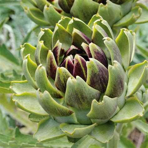 Artichoke Plant Violet Globe Marshalls Garden