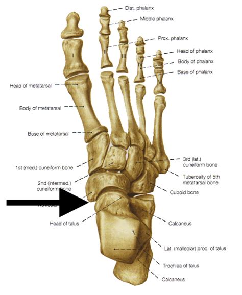 Lower Extremity Flashcards Easy Notecards