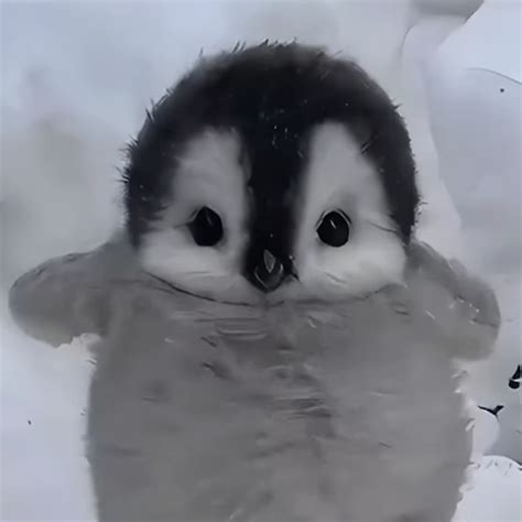 🐧아기팽귄 ️ Zeta