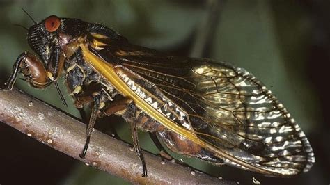 Cigarra Cicada Southern Life Periodical Cicadas