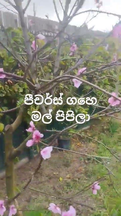 මෙන්න පීචර්ස් ගහක් Youtube