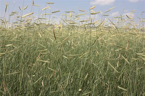 Bouteloua Gracilis Blonde Ambition Pp22048 Creekside Nursery