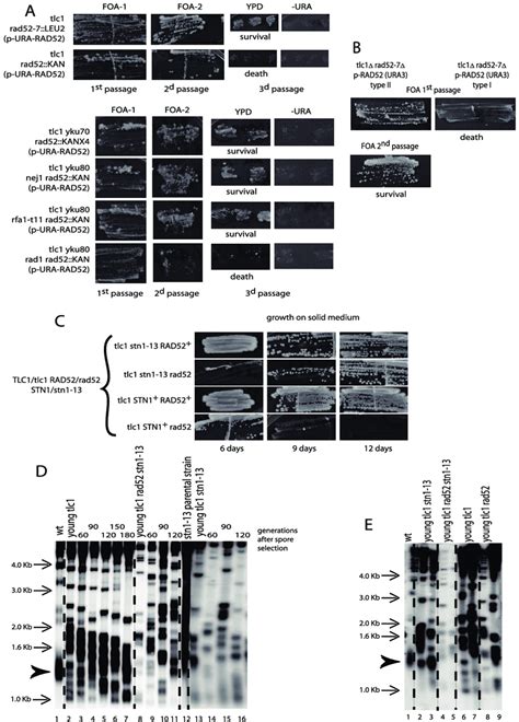 Loss Of Telomere Capping Promotes The Ilt Pathway A Top Panel Tlc1