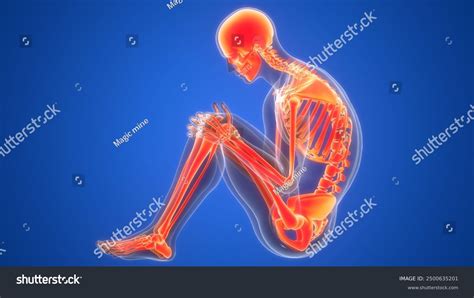 Human Skeleton System Bone Joints Anatomy Stock Illustration 2500635201