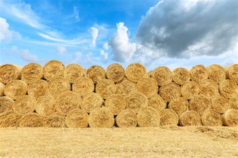 Hay Farming Essentials A Comprehensive Guide To Growing Hay