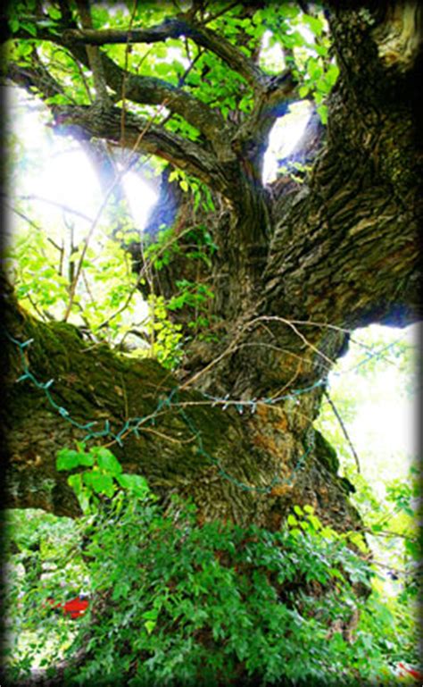 Jefferson Tree StateoftheOzarks