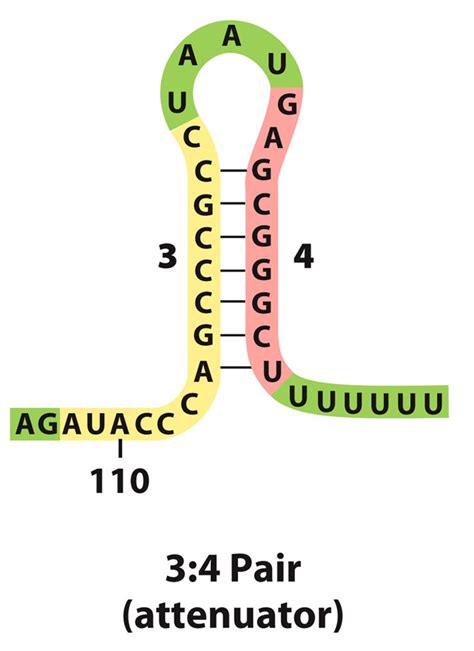 深入浅出原核基因表达调控（乳糖操纵子、色氨酸操纵子） 哔哩哔哩