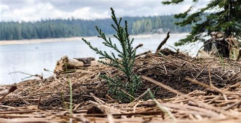 Sequoia Sentinels And Southern California Edison Donate 100 Sequoia Seedlings Jim Hamerly