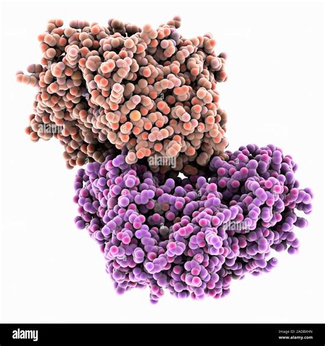 Hepatitis C Virus Rna Polymerase Computer Model Showing The Structure