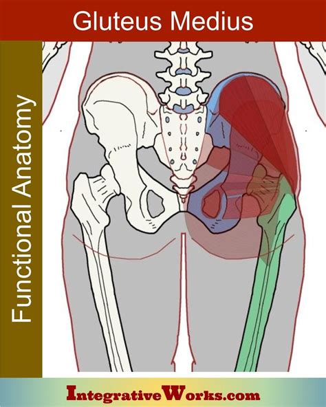 Gluteus Medius Functional Anatomy Artofit