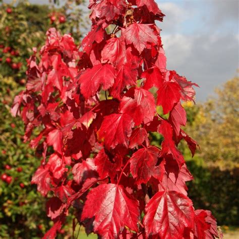 Acer Rubrum Red Sunset Franksred Red Maple Frank P Matthews