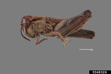Little Spur Throat Grasshopper Melanoplus Infantilis Scudder 1878