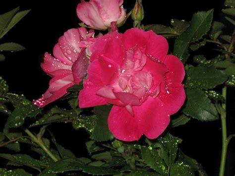 Roses dans la nuit by Shaytan666 on DeviantArt