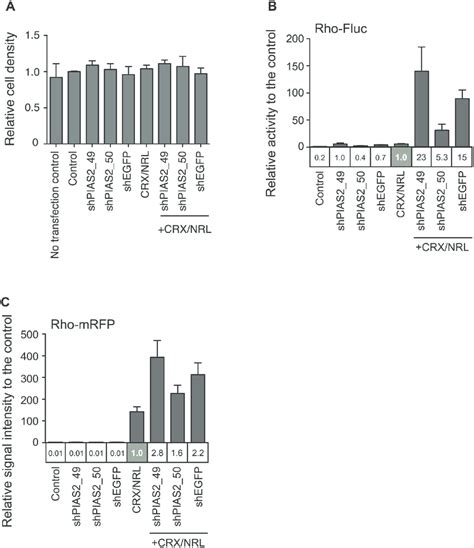 Shrnas Do Not Regulate Reporter Activity By Mediating Crx Nrl