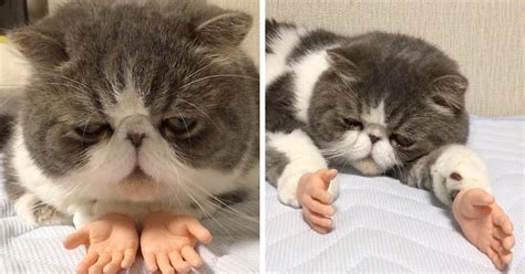 Cat Hand Memes
