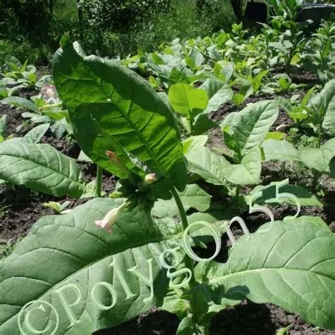 Каталог табака - Стр.1 | Сорта табака и махорки - Polygon55