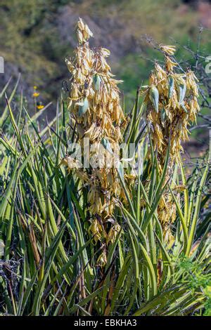 Banana Yucca Datil Yucca Yucca Baccata Fruits Usa Arizona