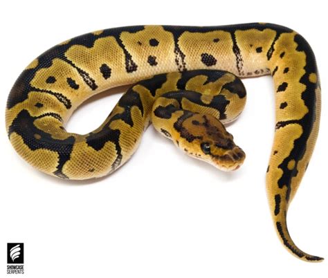 Clown Het Monarch Ball Python By Showcase Serpents