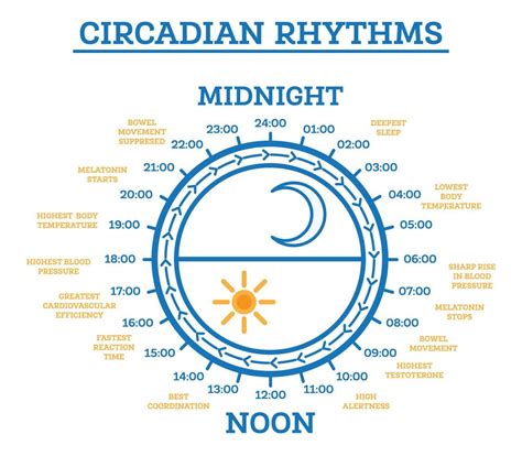 Circadian Rhythm Scheme Of Sleep Wake Cycle Infographic Elements 17518636 Vector Art At Vecteezy