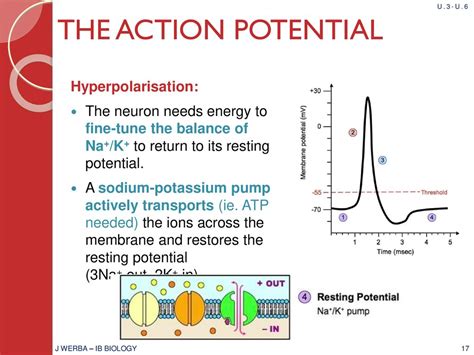 Neurons Transmit The Message Synapses Modulate The Message Ppt Download