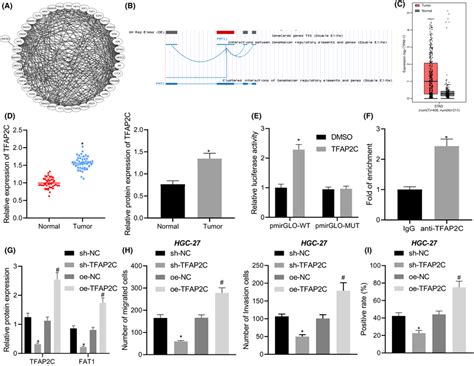 Tfap2c Potentiates The Malignant Behaviors Of Gc Cells By Fat1